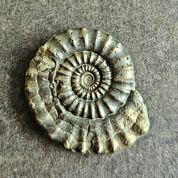 7.5 Cm Ammonite Bed Section Found on the Jurassic Coast, Charmouth ...