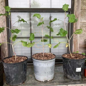 3 Merritt Tree Collard Cuttings - Etsy