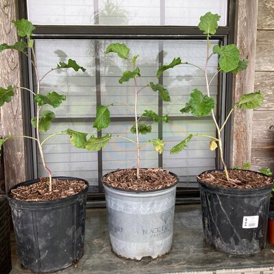 3 Merritt Tree Collard Cuttings - Etsy