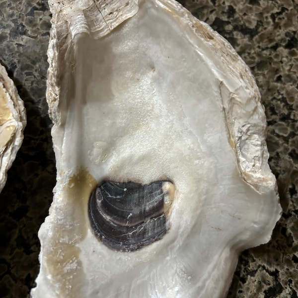 Set of 30 Baby Oyster Shells (.5 - 1.5)| Crafting Ready | Nautical ...