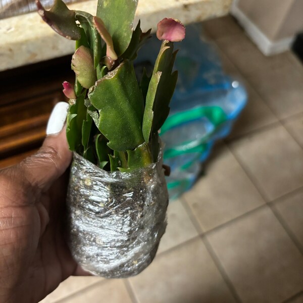 Tylecodon Paniculatus Bonsai Tree Cactus Plant Succulent-easy to Grow ...