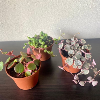 Peperomia Ruby Cascade Trailing Peperomia Trailing Plant - Etsy