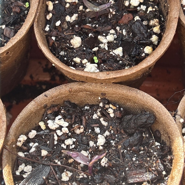 Purple Peach Carolina Reaper Rare Pepper Seeds Premium Packet - Etsy