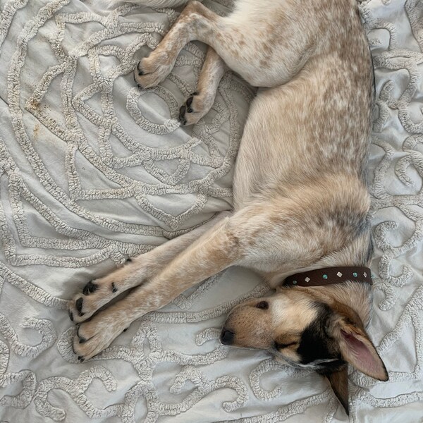 Sundance Shearling Dog Jacket - so Boho Chic in Black! - Etsy