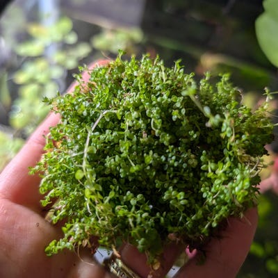 Dwarf Baby Tears Pot hemianthus Callitrichoides BUY3GET1FREE Live ...