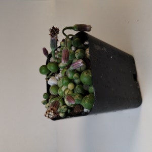 String of Little Pickles, Othonna Capensis ruby Necklace in 2 Inches ...