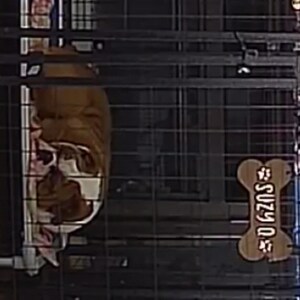 Personalized Wood Crate Sign /personalized Pet Gift / Custom Pet Name ...