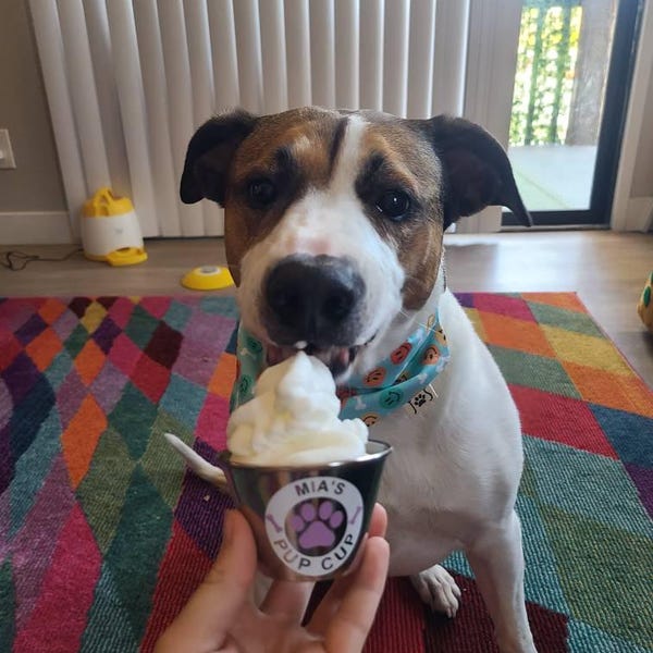Mini Pup Cup, Pup Cup, Personalized Pup Cup, Reusable Stainless Pup Cup ...