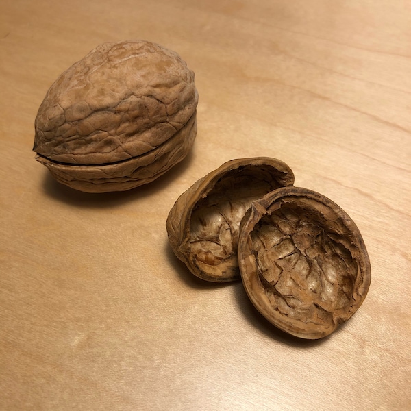 Natural Walnut Shells for Boxes, Empty Shell Halves in Pairs, Unique ...