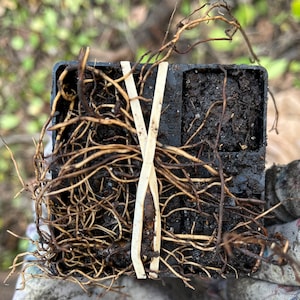 Pawpaw (asimina Triloba) 3 "tubelings" - Etsy