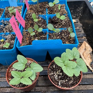 Zinnia Seeds Pepito Mix dwarf 264 | Etsy