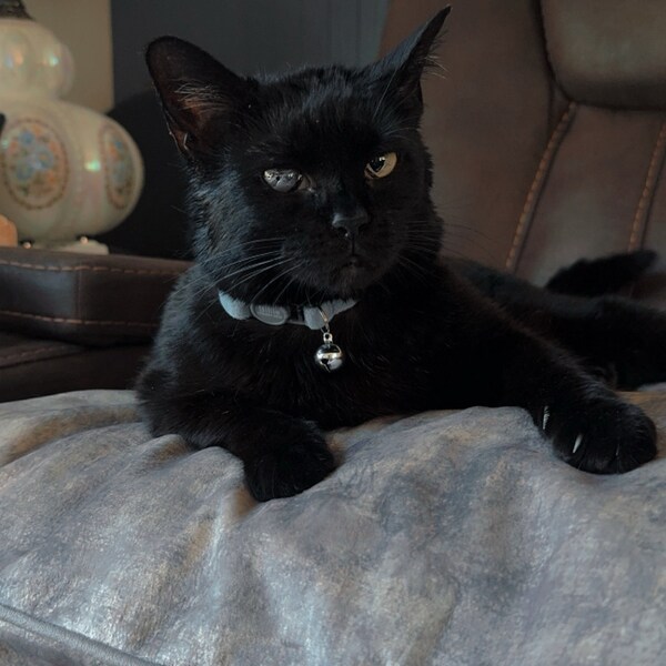 Breakaway Greensageforest Velvet Cat Collar Bowtie Leash Set ...