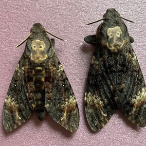 Death's Head Moth, Acherontia Atropos Hawkmoth, Real Specimen for ...