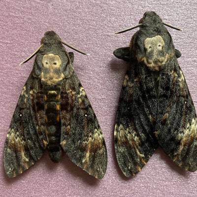 Death's Head Moth, Acherontia Atropos Hawkmoth, Real Specimen for ...