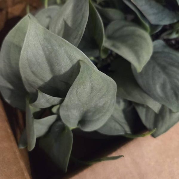 3” Sooo (TM) Silver Scindapsus Plant Pot - NEWER CULTIVAR - Lush ...