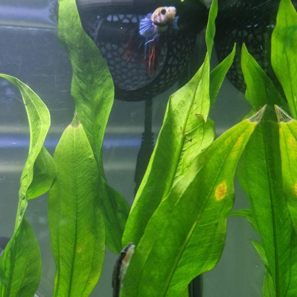 Floating Aquarium Hides / for Fish Tanks and Shrimps / Creating a Safe ...