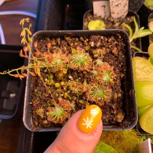 Begonia monica - Etsy