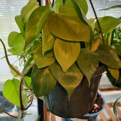 Aglaonema 'bamboo' Sp. Variegated Chinese Evergreen Live Indoor ...