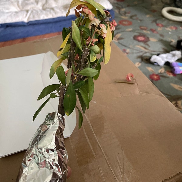 Star Apple Purple - Caimito - Milk Fruit. Grafted Tree - 3-4 Feet Tall ...