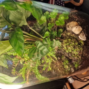 Begonia Dregei Fresh Seed Maple Leaf Begonia Succulent Caudex Unusual ...