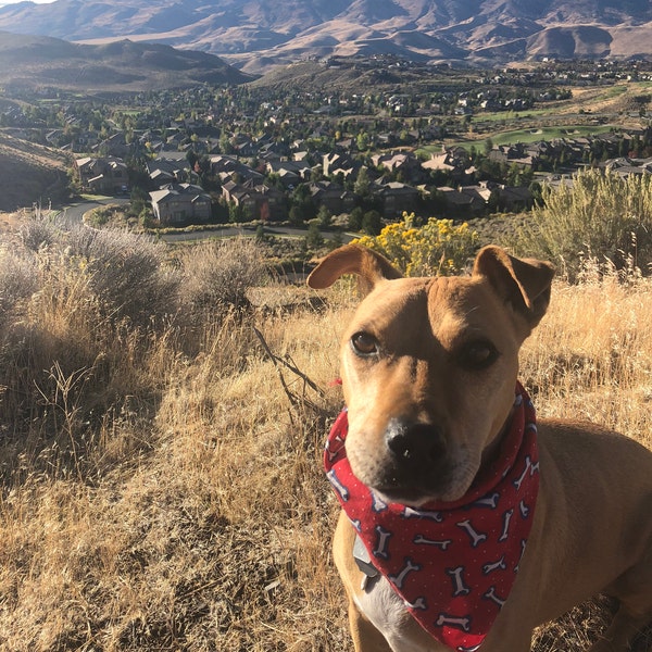 Clear Lemurian Single Point Quartz Crystal With Crystal Growth From ...