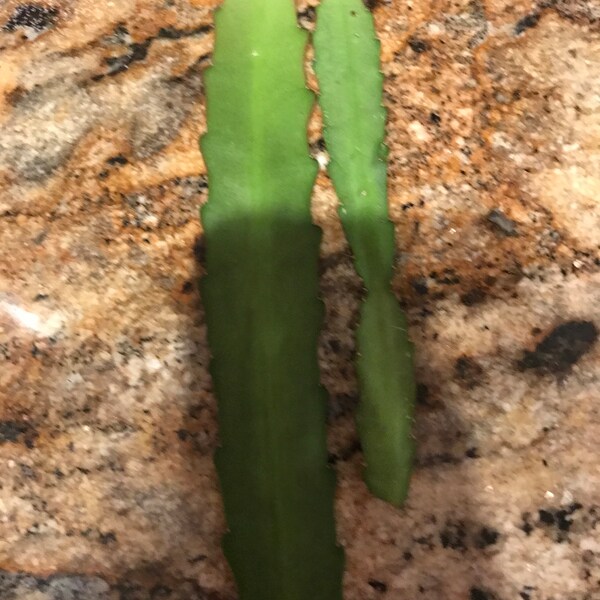 Miniature Crown Shaped Golden Metal Jewelry Box Decorative Precision ...