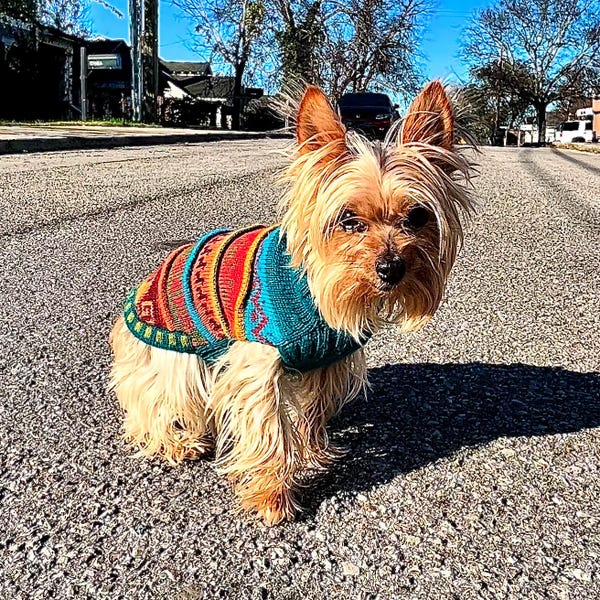 ROYAL PURPLE and GRAY Color Zip up Dog Sweater. All Sizes X0 8 Handmade ...
