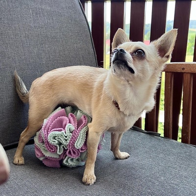 Snuffle Ball Nosework Mental Stimulation Interactive Toy - Etsy