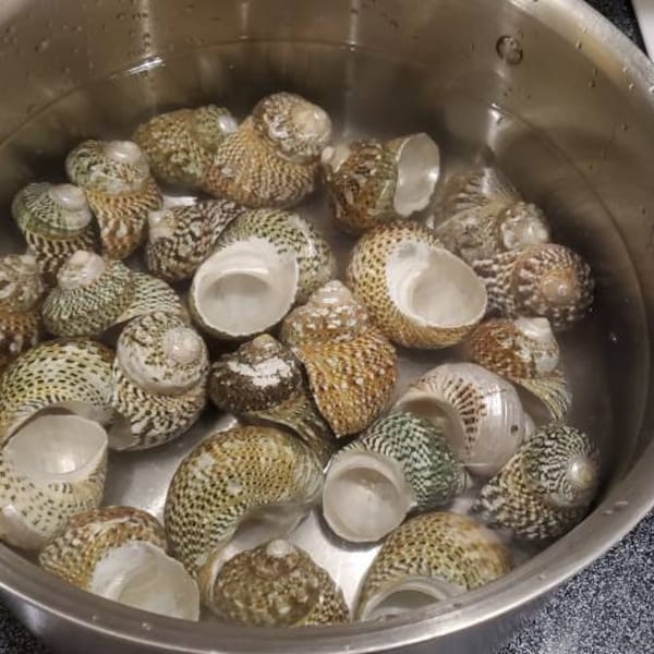 Nessastores Mexican Deep Sea Shell Beach Craft Scallop 2 1/2 3 20 PCS ...