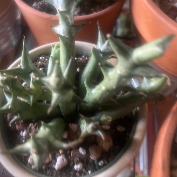 Orbea Stapelia Schweinfurthii, 4 Inch Rare Orange Flowering Huernia ...