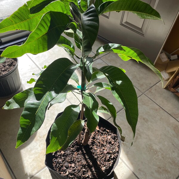 Agapanthus Indigo Frost 1 Live Plant Ship in 6 Pot - Etsy