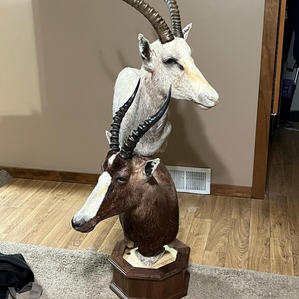 Handmade Taxidermy Backpack Mount Frame, Back Pack Mount, Pack Mount ...