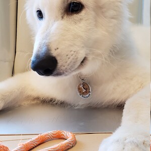 Dog Tag Bunny Chaser Dog Tag Funny Pet Tag Dog ID Tag | Etsy