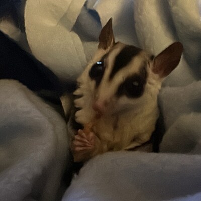 Sugar Glider Small Animal Foraging Pulley Toy-one per Price Alien Toy ...