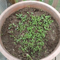 30 Seeds-violet Panic Grass Seed-panicum Violaceum-ornamental Purple ...