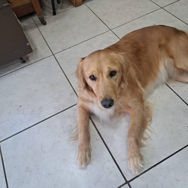 Pug Get Well Soon Card, Pug Gift Card, Pug Puppy Dog Blank Get Well ...