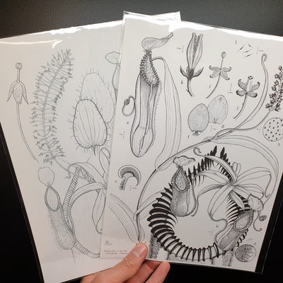 ORIGINAL Nepenthes Talaandig Pencil Drawing - Etsy