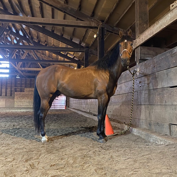 Patience Pole Swivel Top Quick Setup Bracket - Etsy