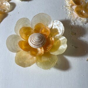 White Indian Volute Melon Shell 67 1 PC Large - Etsy