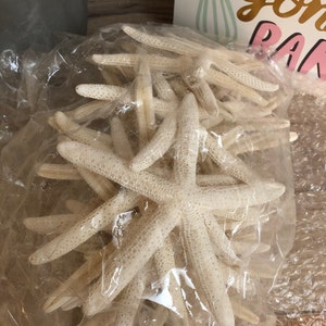 1 to 100 Astrea Calcar Turban Spurred Shells Natural Cream | Etsy