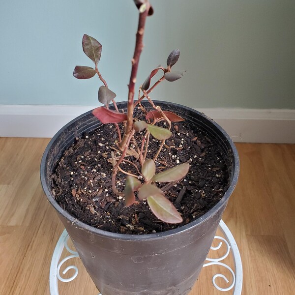 Fragrant Princess Dwarf Tea Olive 'kaori Hime' Osmanthus Live Plant 1 ...