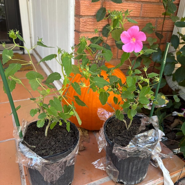 Pavonia, Rock Rose, Mallow 1 Gallon Live Plant - Etsy