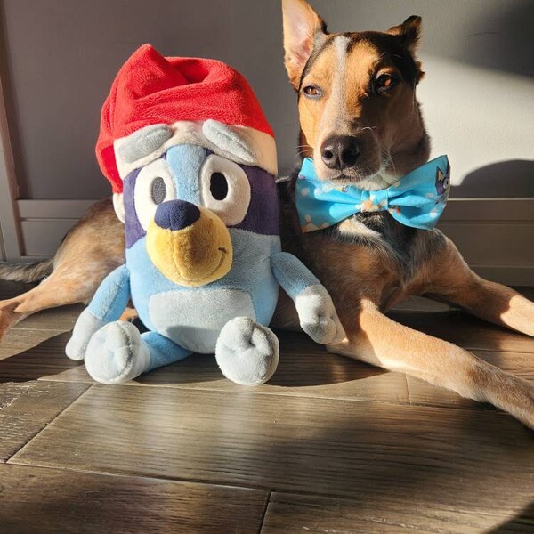 I'm Not Wearing Any Pants Dog Bandana, Reggie the Cool Dog Bandana ...