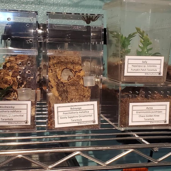 Small Terrarium Label Laminated Enclosure Label Exotic Pet Informative ...