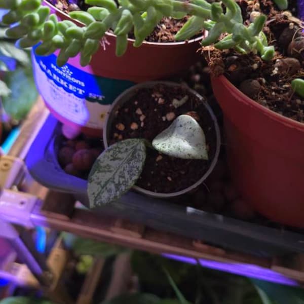 RARE Hoya Mathilde Silver Fresh Cutting Plant Houseplant - Etsy UK