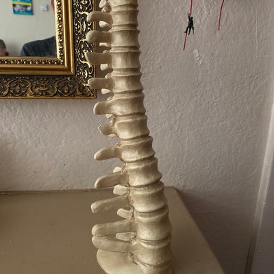 Spine Key Chain - Etsy