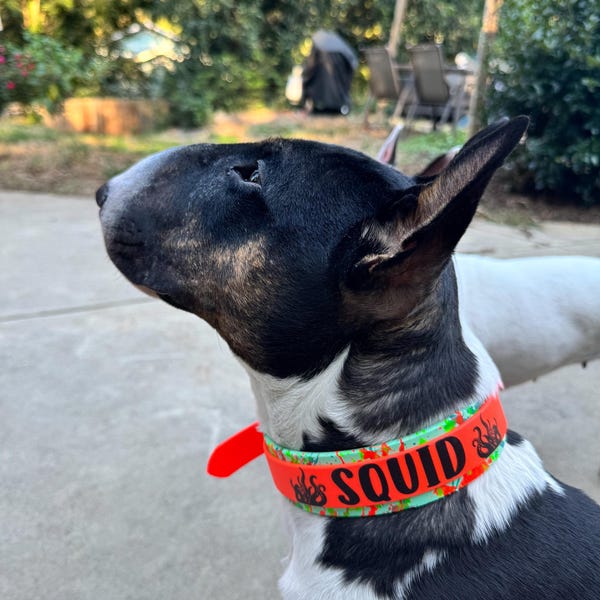 Custom Name Splatter Paint - Biothane Dog Collar - Two-tone 1.5 in ...