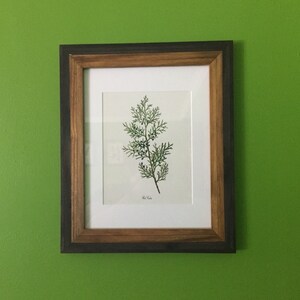 Red Cedar Tree Art Print, Botanical Art Print, Red Cedar Tree Wall Art ...