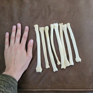 Cleaned Coyote Radius Bones Leg Bones Real Bones 4 - Etsy