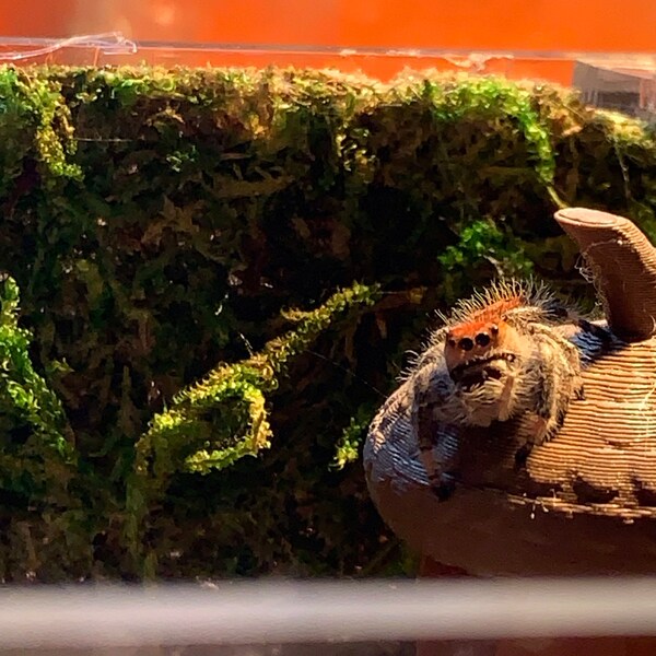 3D Printed Magnetic Acorn Spider Hide- Upgraded Sling Acorn Magnets! - Etsy